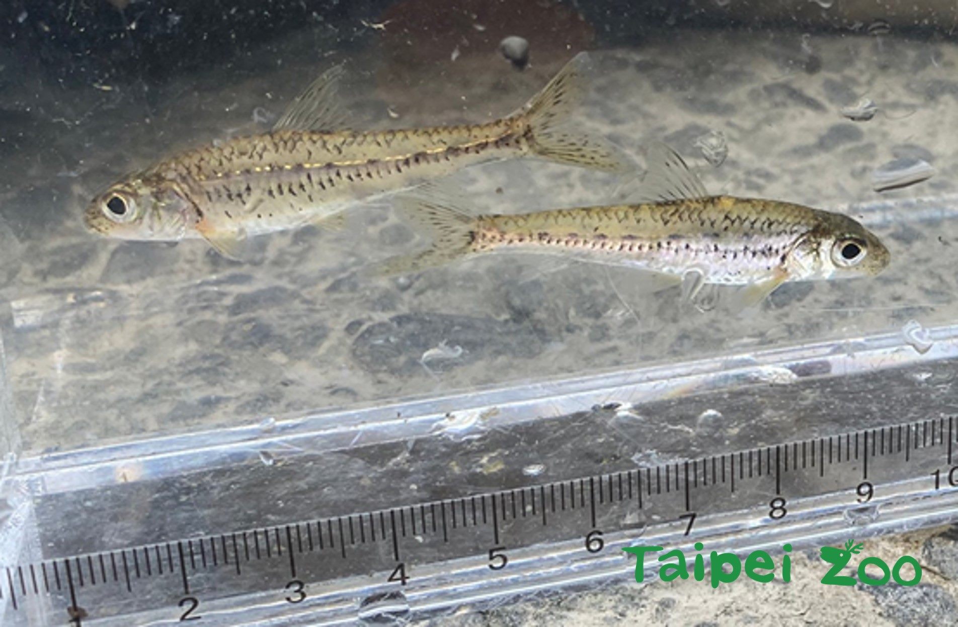 臺北市立動物園-保育成果-溪流中的大眼精靈-飯島氏銀鮈的繁殖特性