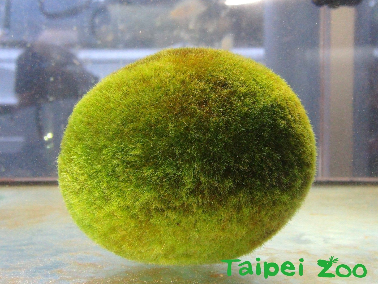 Taipei City Government-City News-Natural Marimo Moss Balls Introduced to the Zoo
