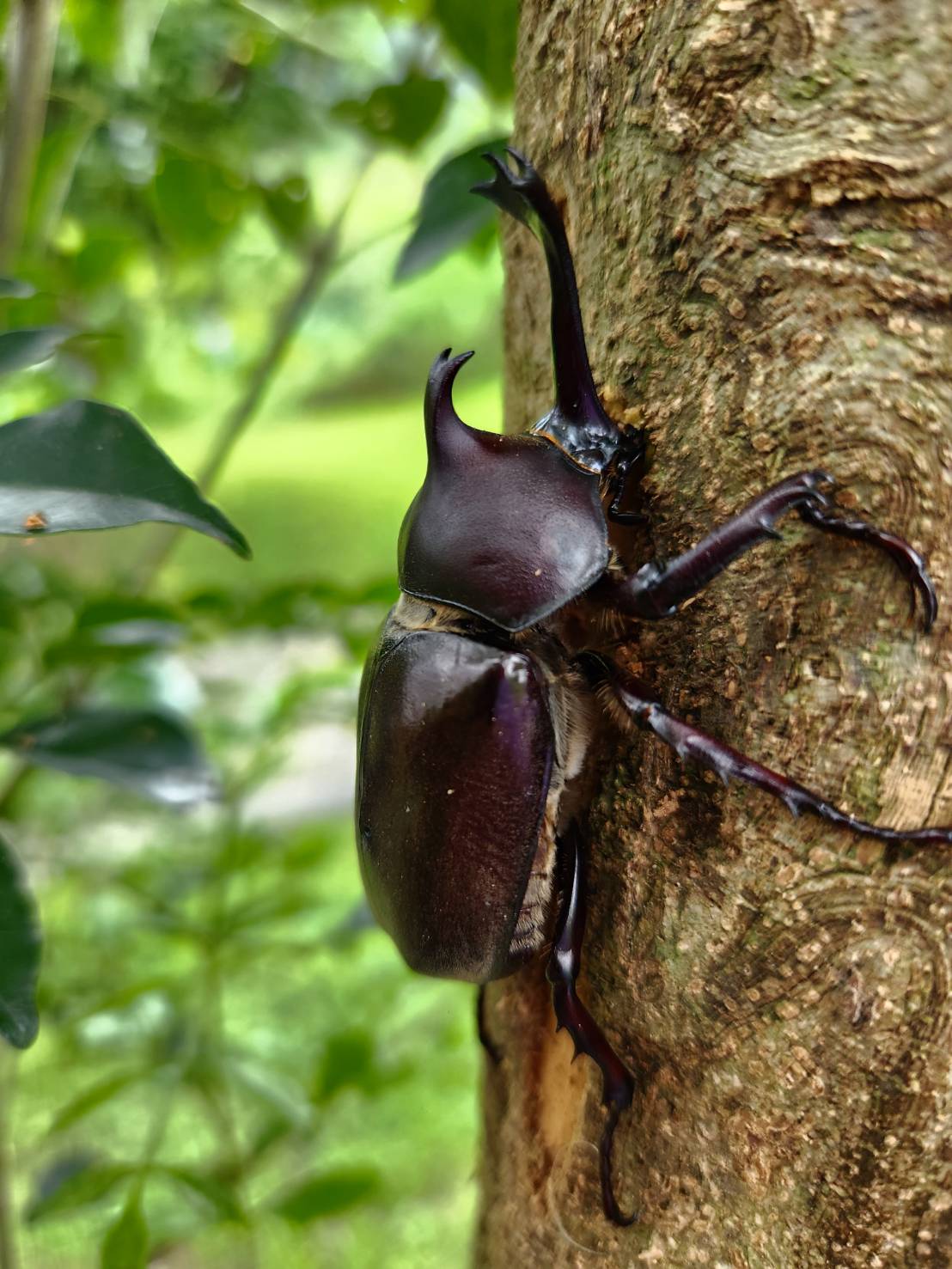 Rhinoceros Beetle Unshackled' Palm Destroying Beetles Could Soon